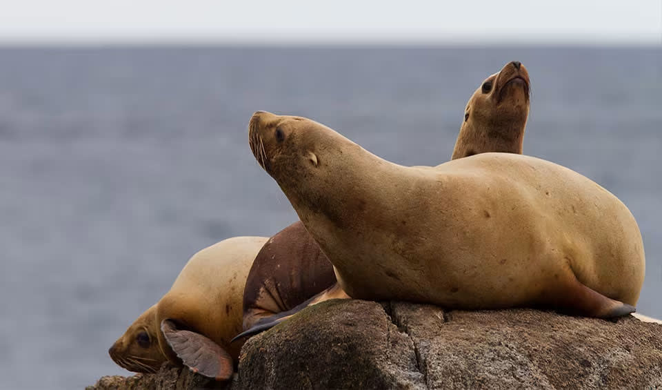 Steller Sea Lion Facts Distribution And Population Biodb